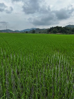 KHẢO NGHIỆM DIỆN RỘNG CÁC GIỐNG LÚA MỚI TẠI LÀO CAI - Trung Tâm Giống ...